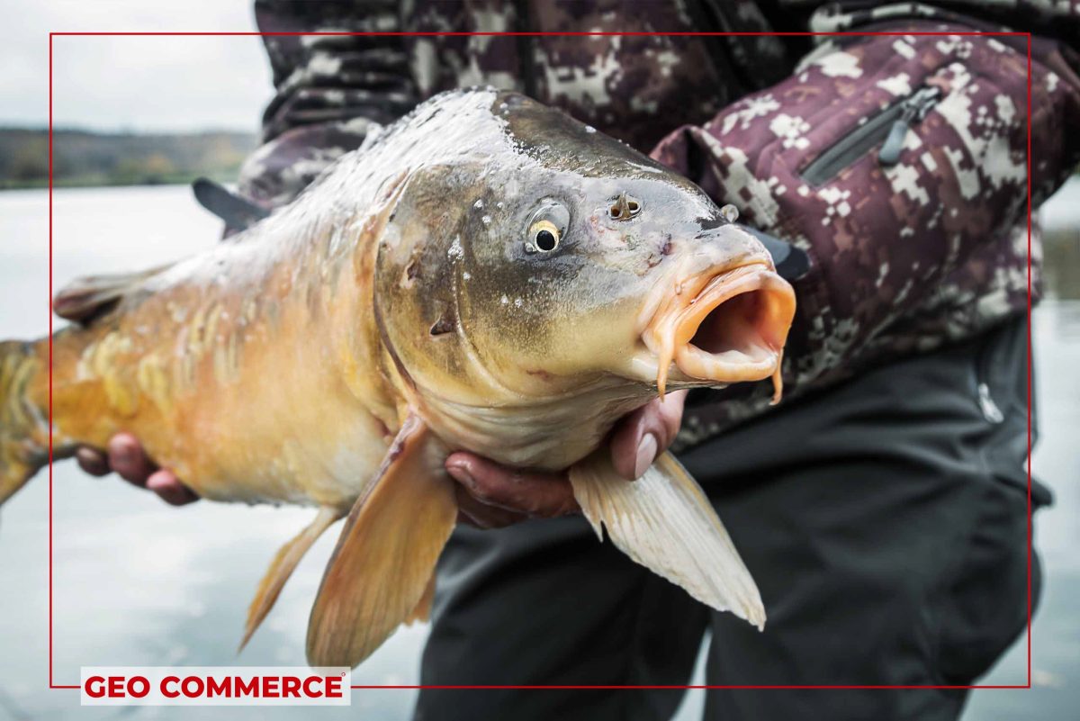 Common Carp Trade: An In-Depth Look | geo commerce
