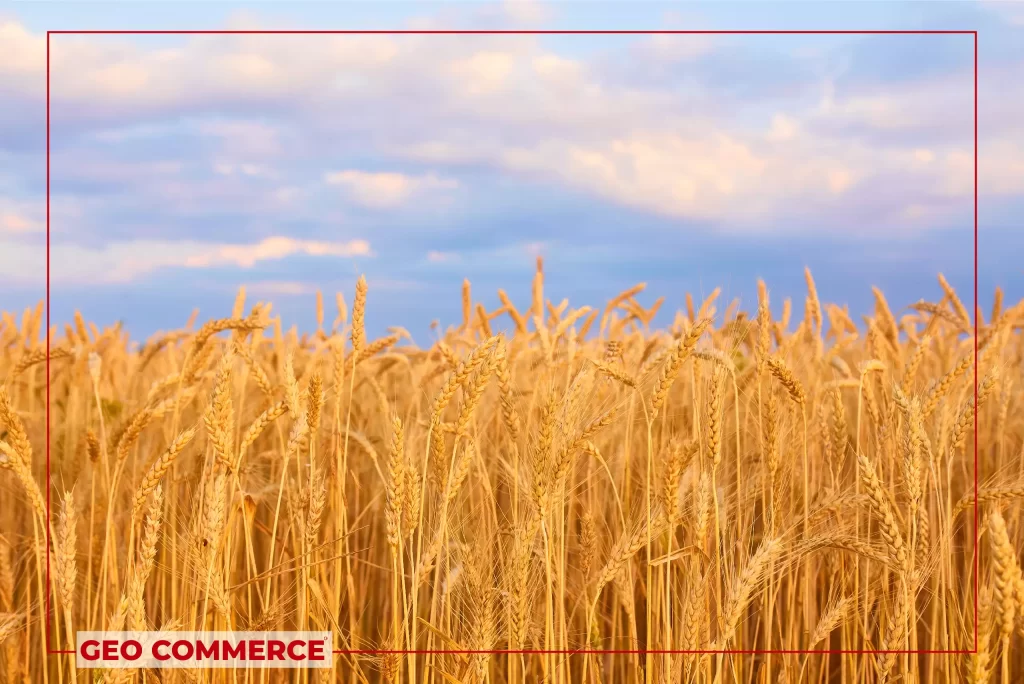 Exporting Georgian Wheat: Exploring Wheat Varieties | geo commerce